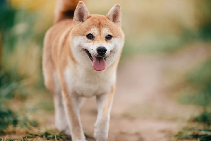 狗狗会手脚冰凉吗